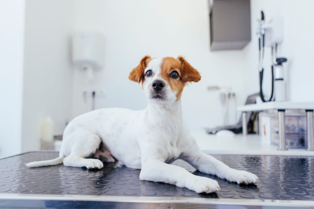 CPR/DNR Consent Form Success | Broderick Animal Clinic